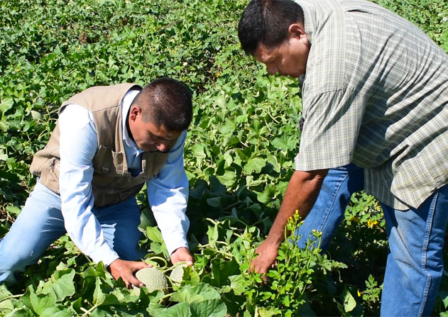 Asesoría Técnica AGROMICH: Potenciando el Éxito en la Agricultura ...