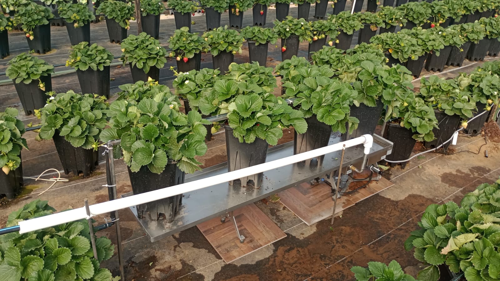 La agricultura moderna: entre desafíos y oportunidades | Agromich