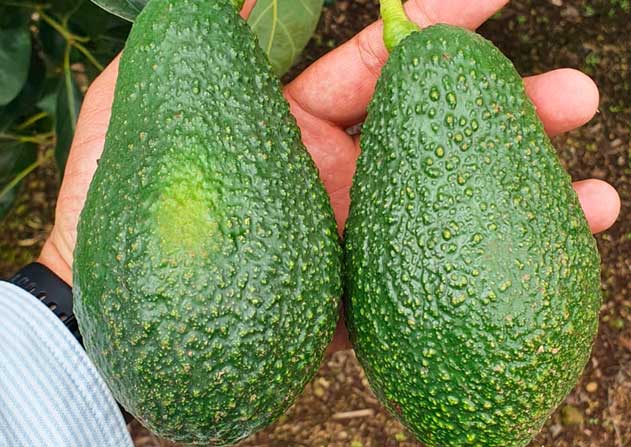 La nutrición en el cultivo de aguacate: Un elemento clave para el éxito ...