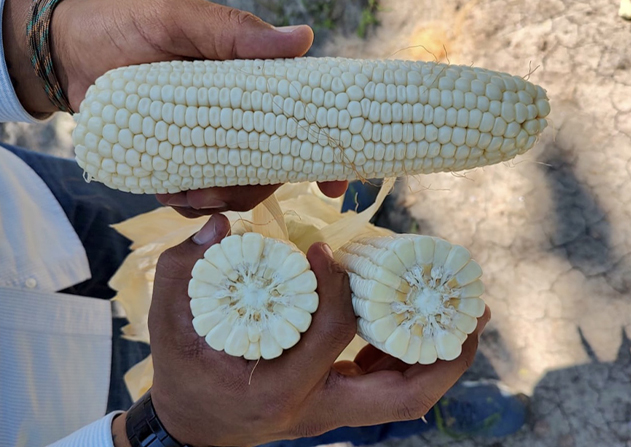 El Valor de la Asesoría Técnica en la Temporada de Cosecha | Agromich