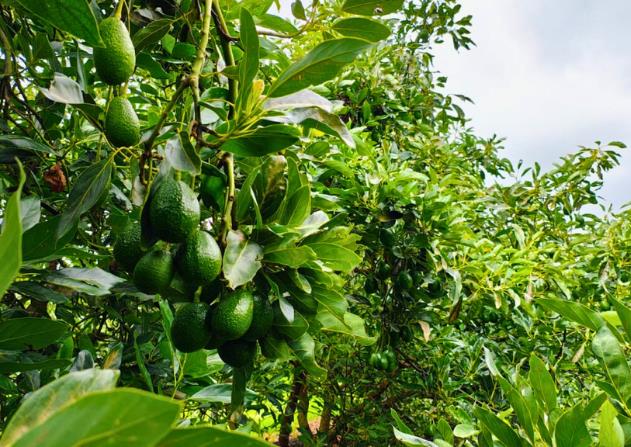 Uso consciente del agua en el cultivo del aguacate | Agromich