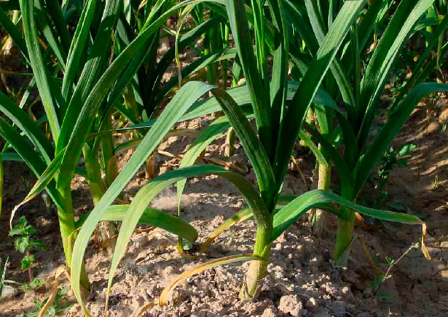 El ajo: un cultivo de alto valor que requiere manejo técnico ...