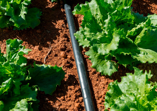 Fertilización inteligente en lechuga: dosis, tiempos y productos clave ...